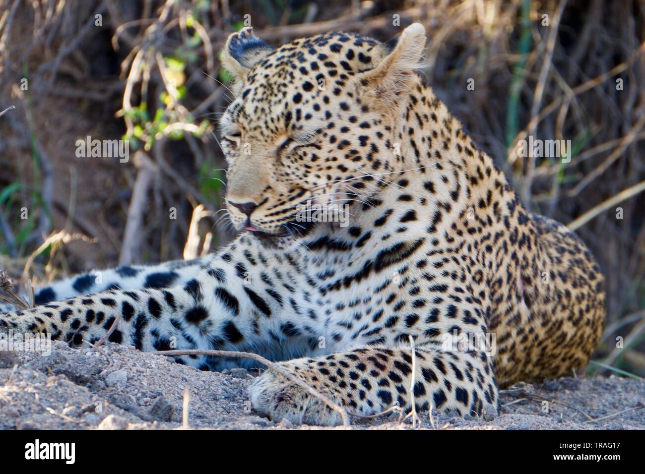 leopard close up in Kruger Stock Photo - Alamy