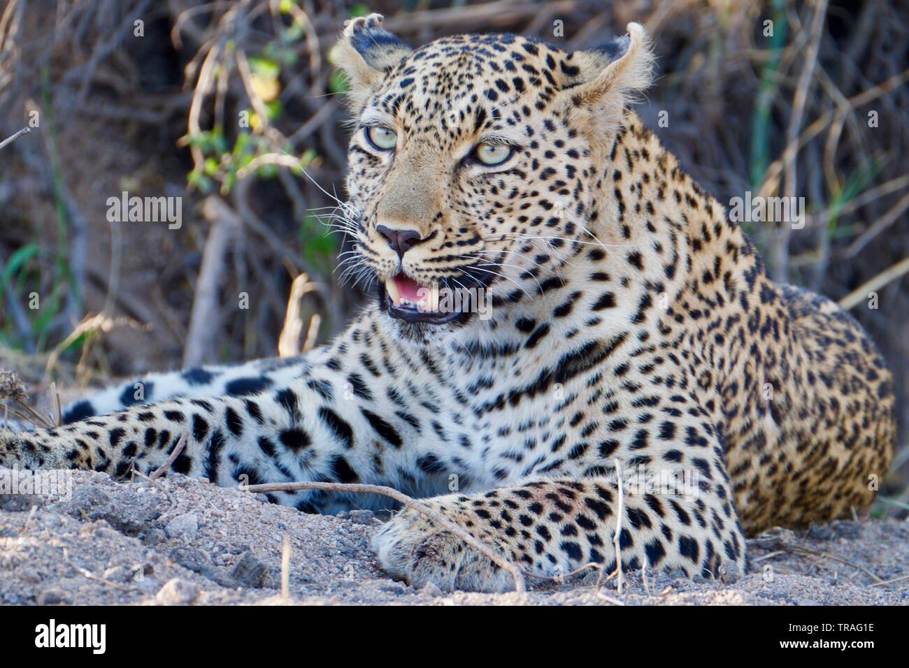 Film the leopard hi-res stock photography and images - Alamy
