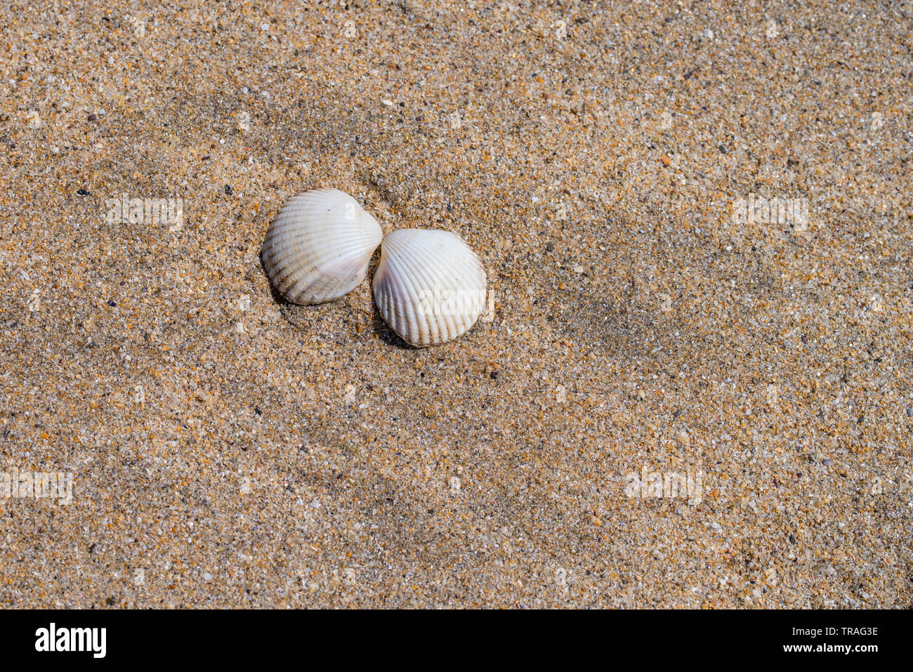 Cockle shells beach hi-res stock photography and images - Alamy