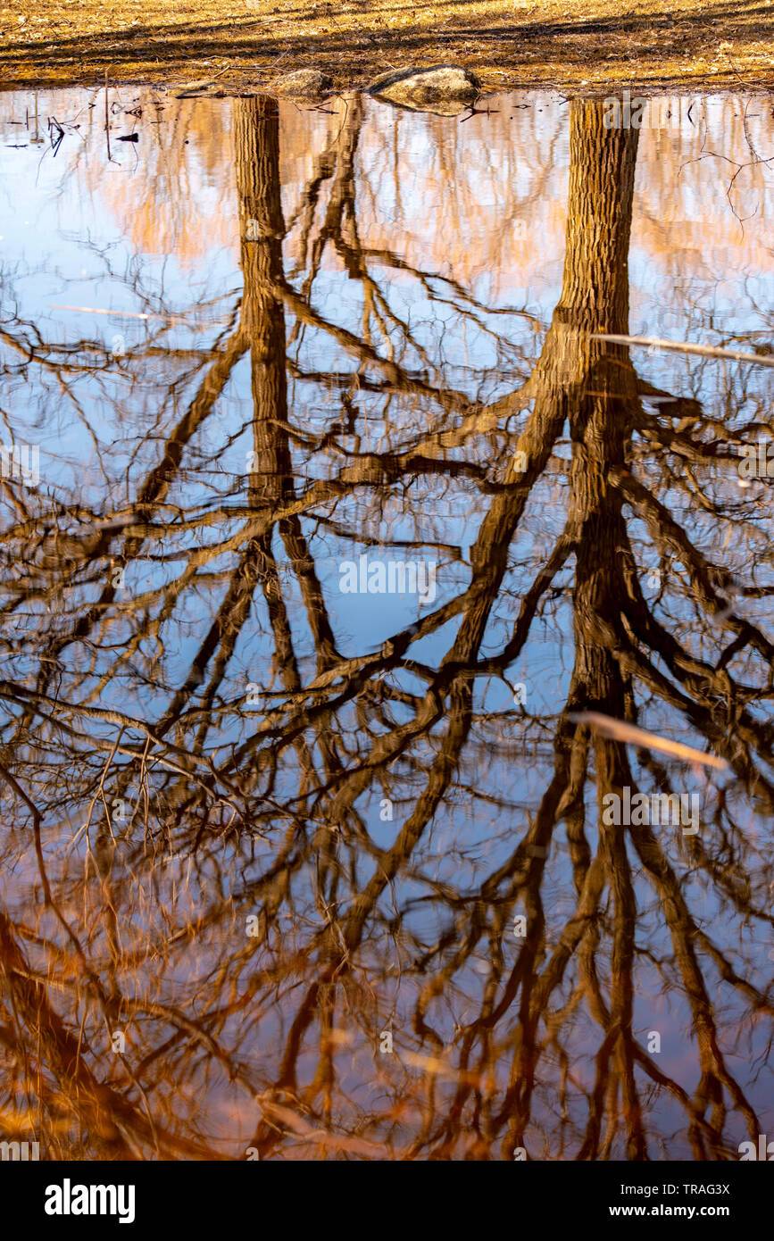 Symmetry in nature hi-res stock photography and images - Alamy