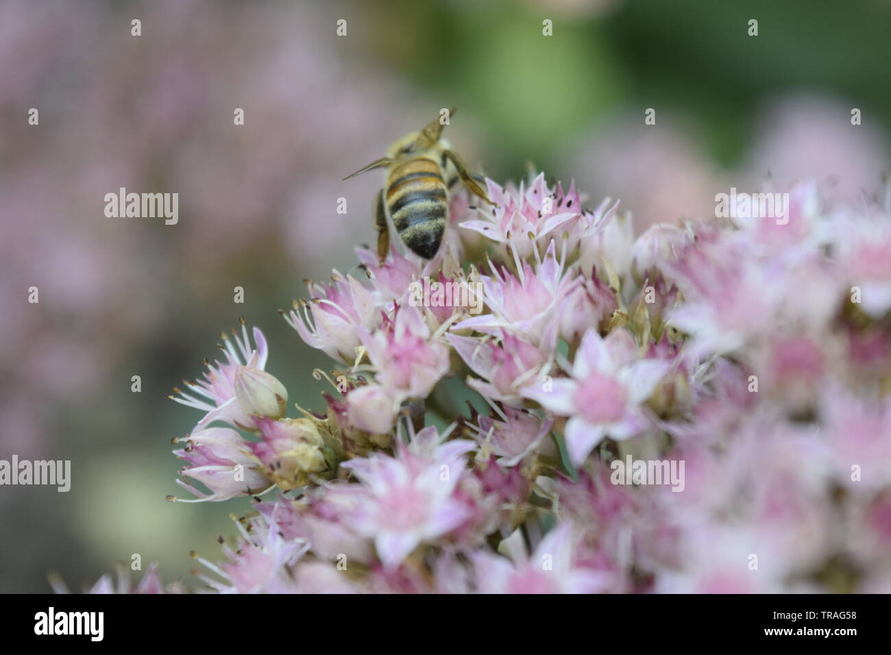 Pollinating species hi-res stock photography and images - Alamy