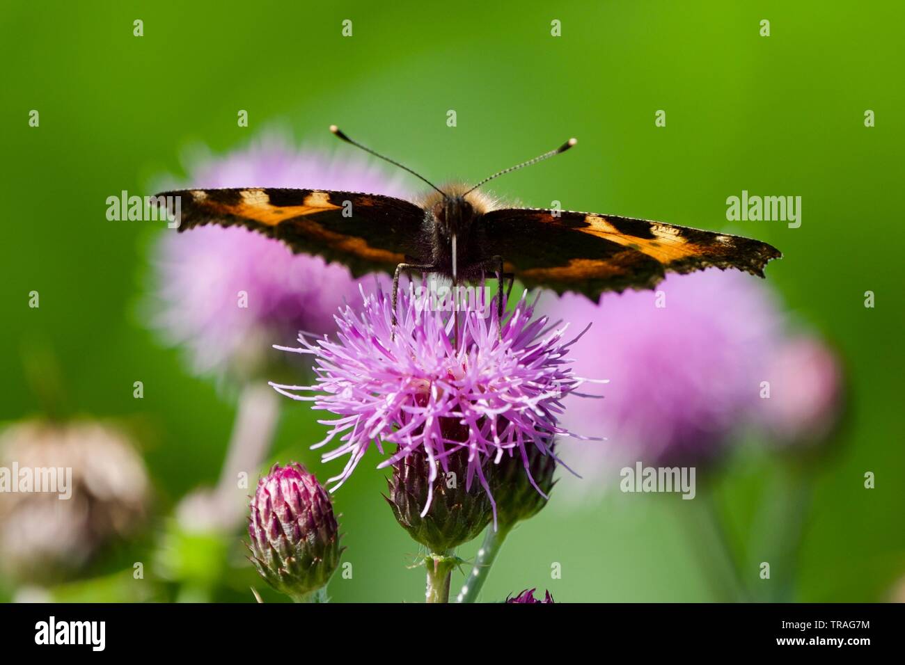 Butterfly close ups Stock Photo - Alamy