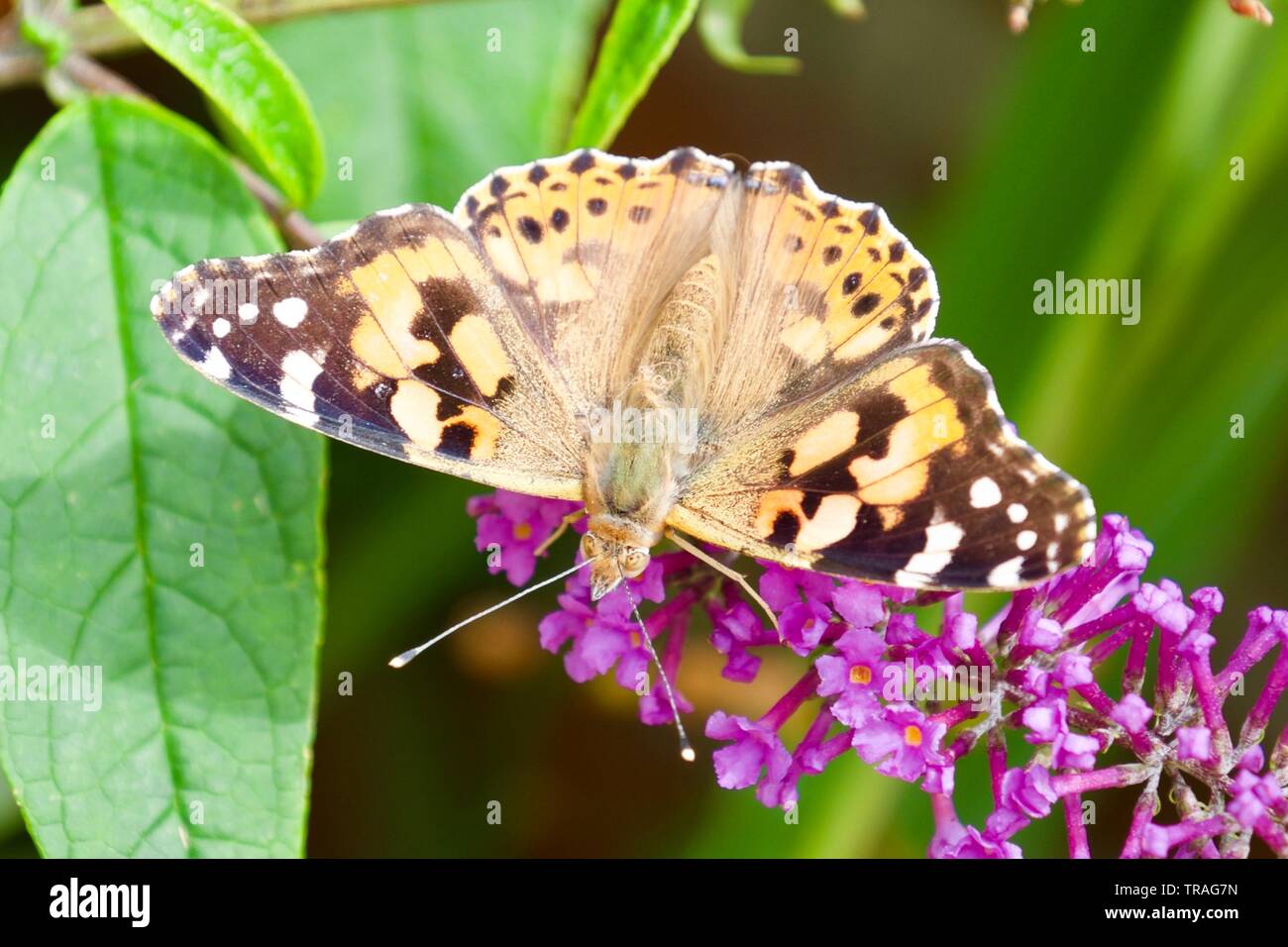 Light colourful butterfly hi-res stock photography and images - Alamy