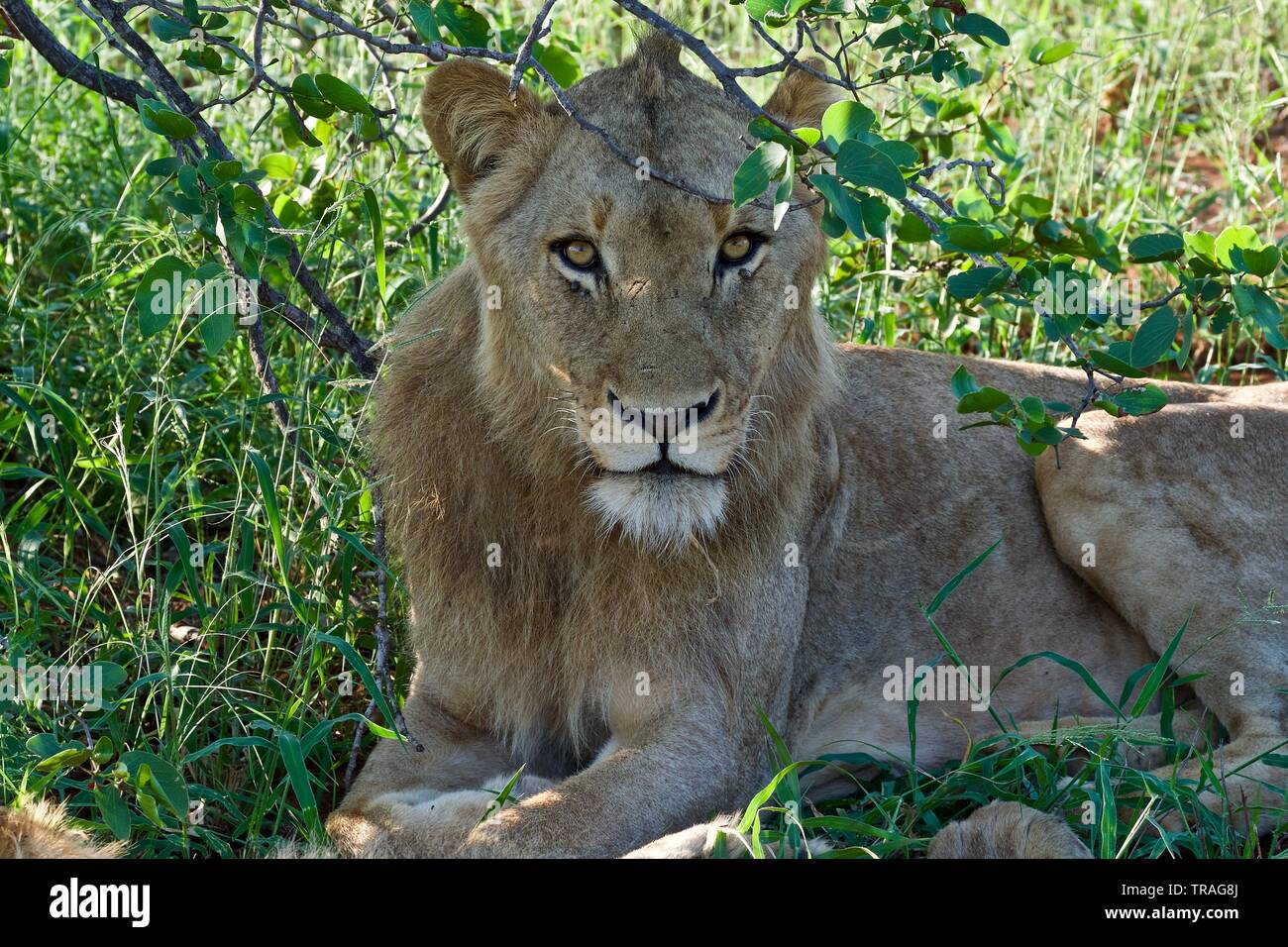Timbavati hi-res stock photography and images - Alamy