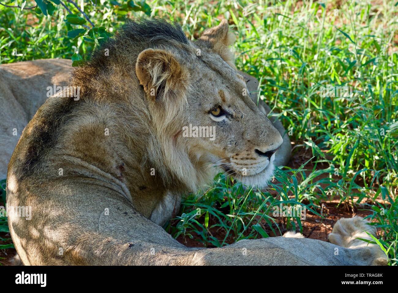 Timbavati hi-res stock photography and images - Alamy