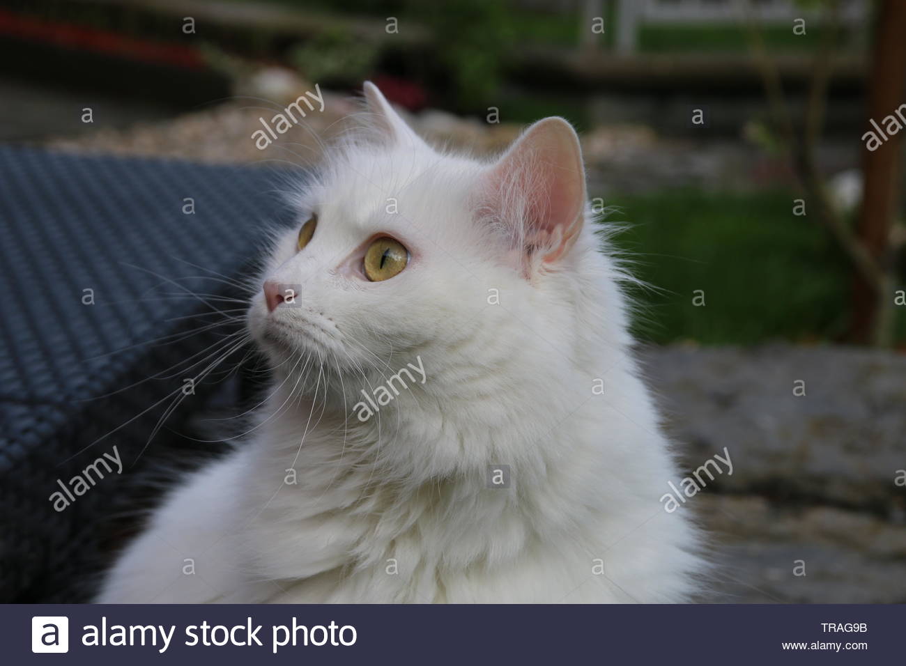 Angora Stock Photos & Angora Stock Images - Alamy