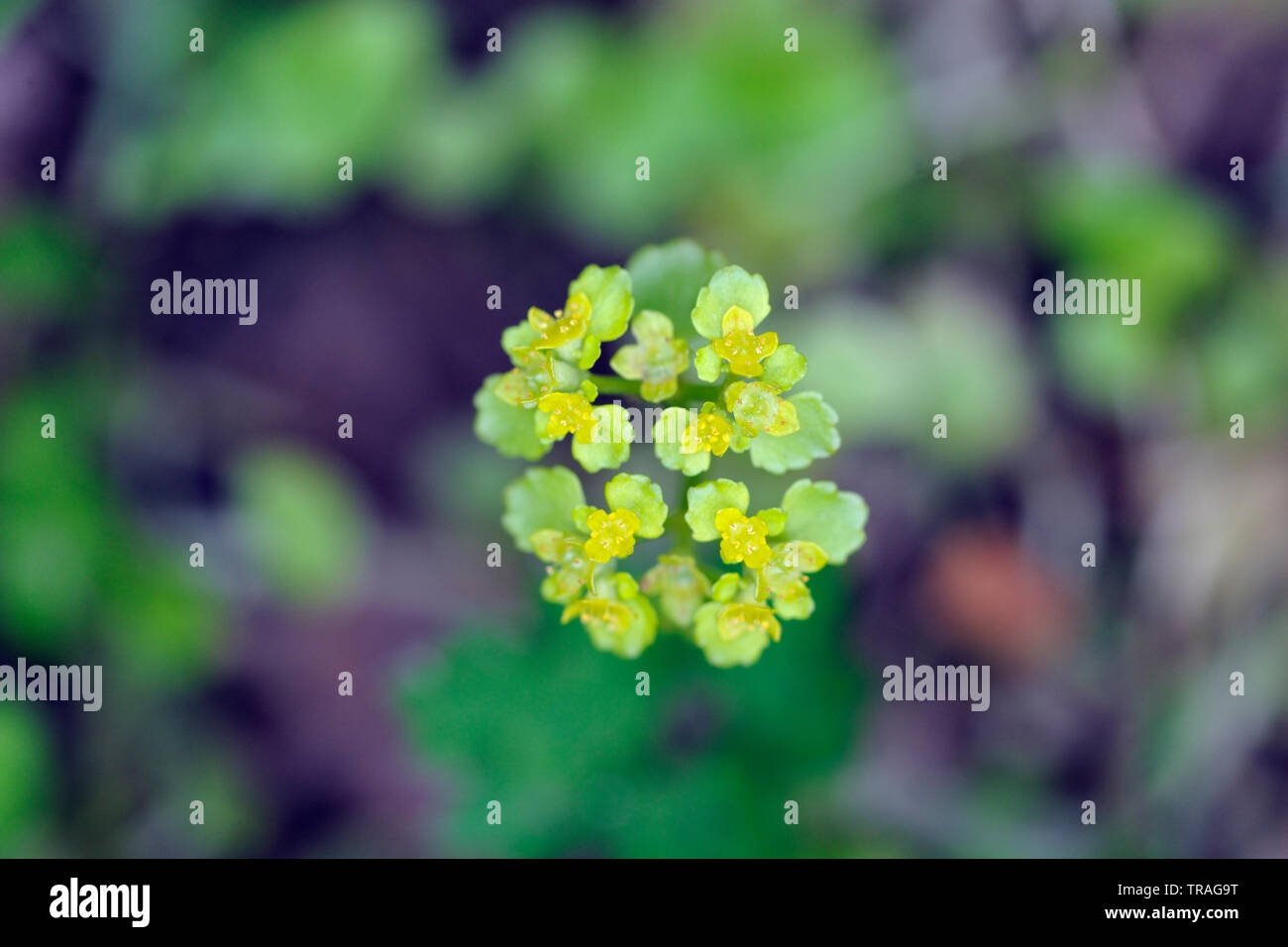 Sun Spurge Euphorbia Helioscopia High Resolution Stock Photography and ...
