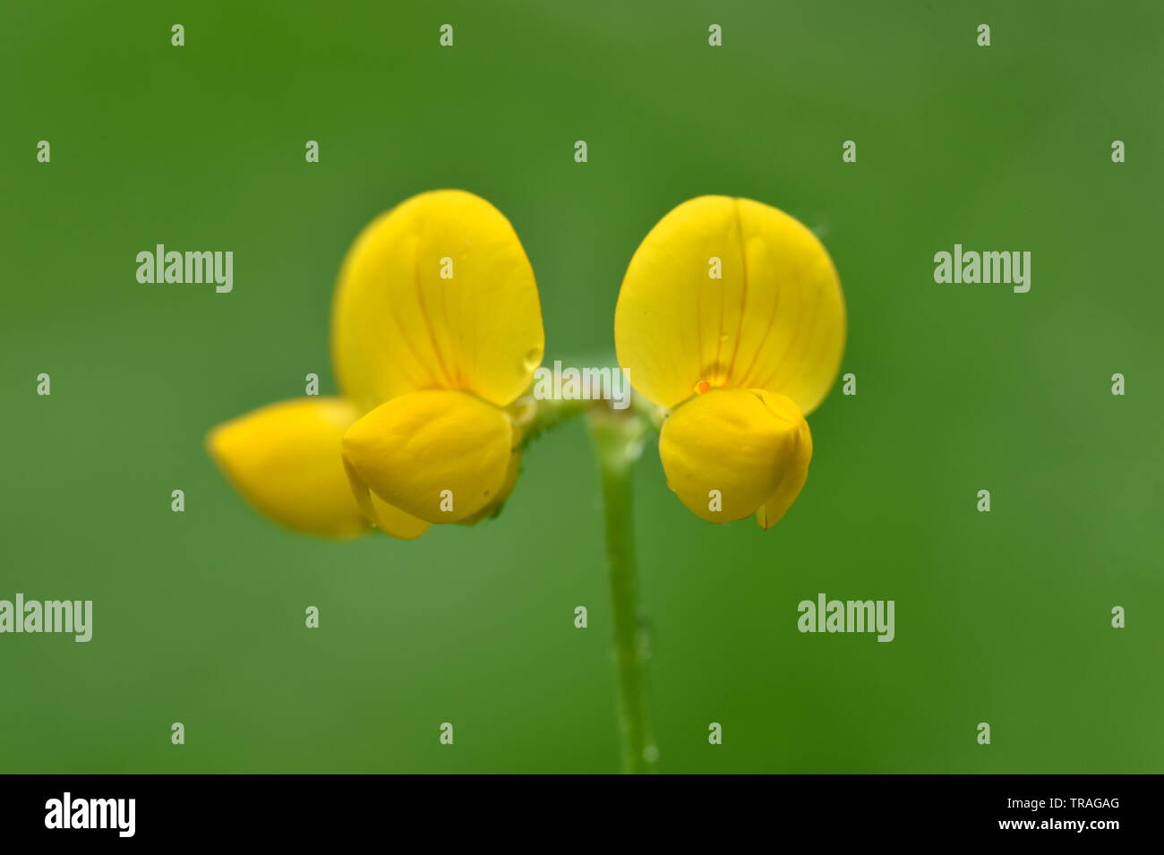 Common bird's-foot trefoil (Lotus corniculatus), Green Down, Near ...