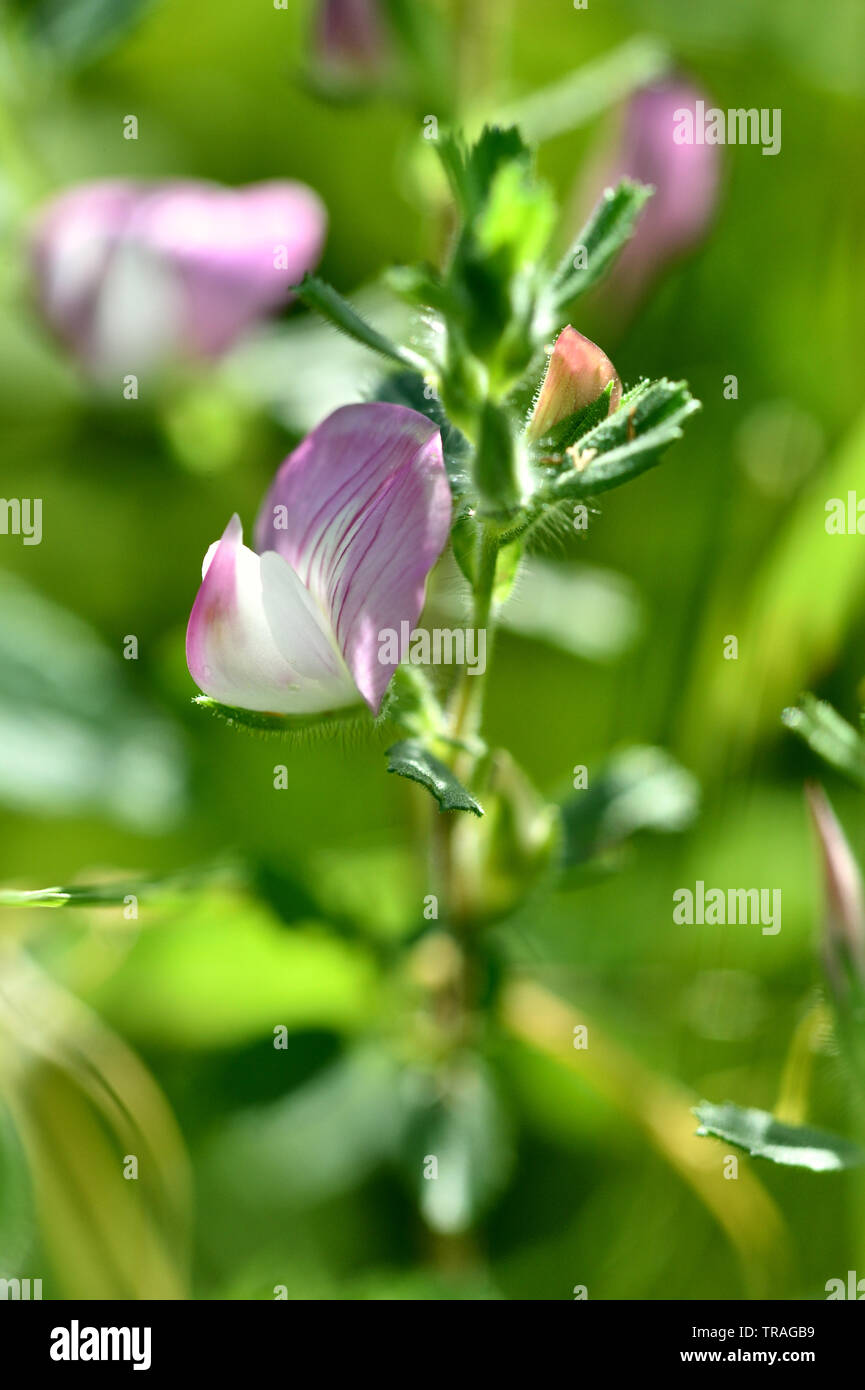 Common restharrow, Ononis repens Green Down, near Charlton Mackrell ...
