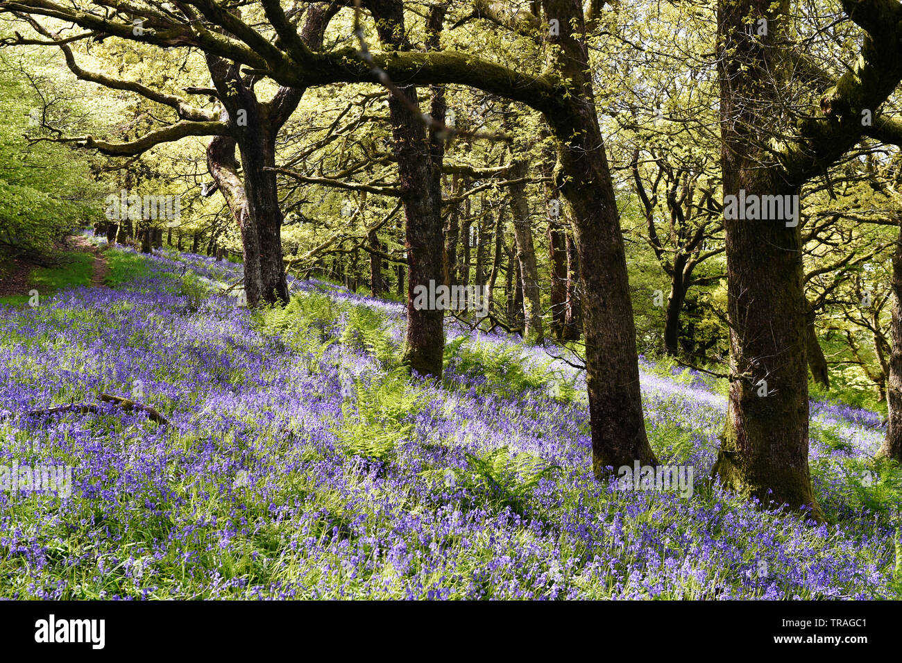 Barrow Wood near Winsford, Somerset Stock Photo - Alamy