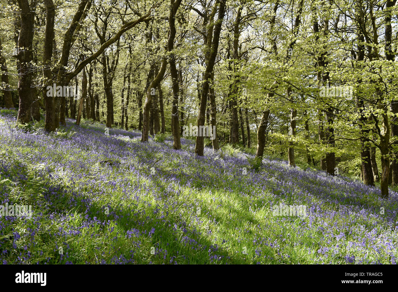 Barrow Wood near Winsford, Somerset Stock Photo - Alamy