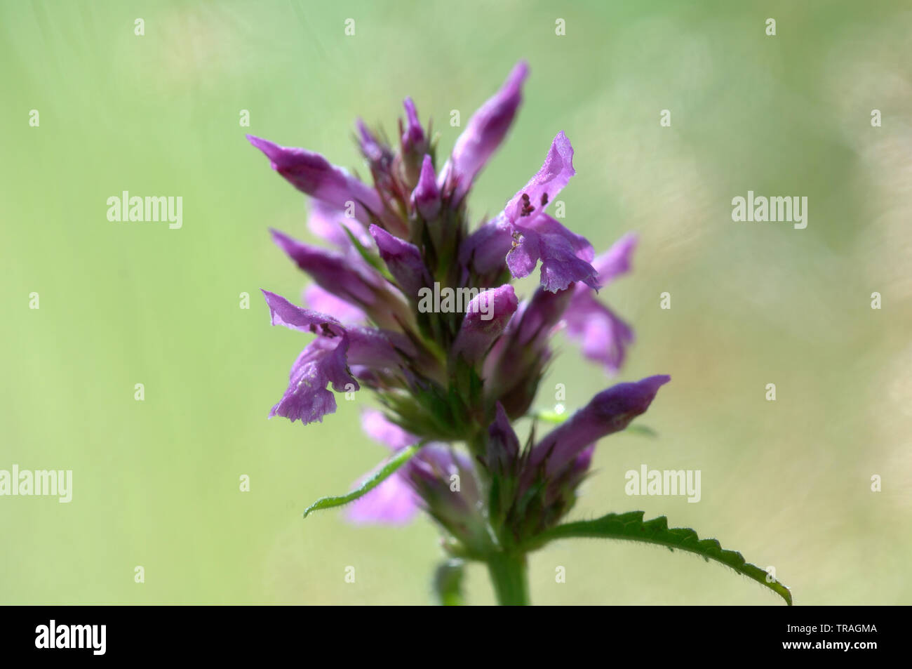 Betony, Stachys officinalis, Bedford Purlieus, Cambridgeshire Stock ...