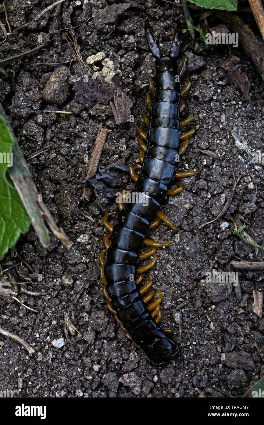 Beast of the balkans hi-res stock photography and images - Alamy