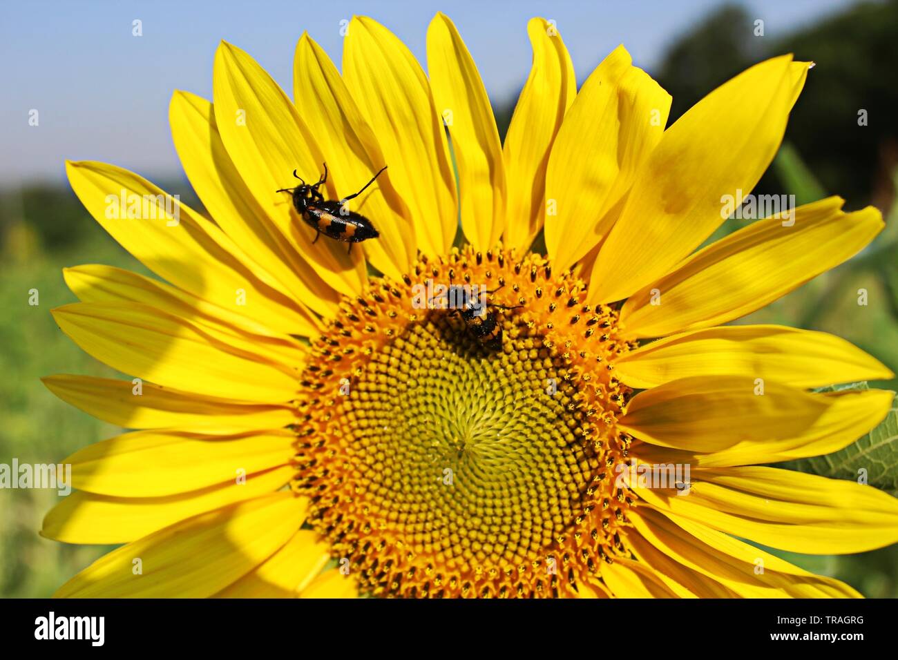 Sunflower and bugs Stock Photo - Alamy