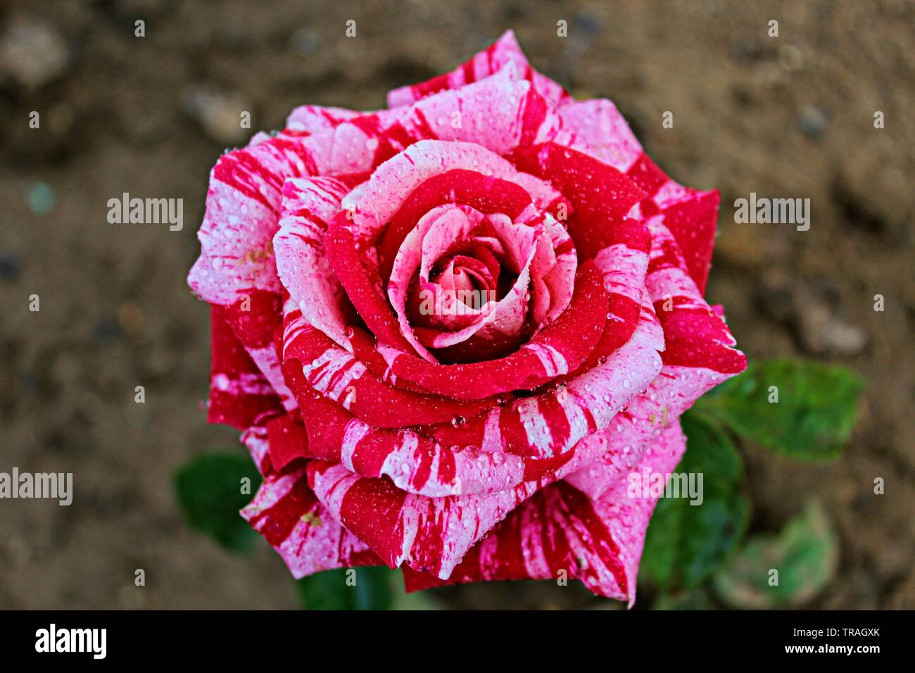 Two tone rose hi-res stock photography and images - Alamy