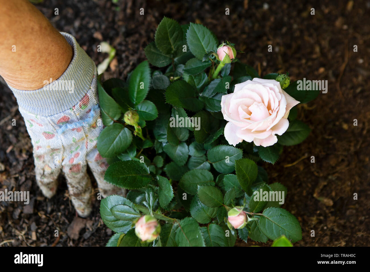 planting pink roses in garden, gardening, plants, roses Stock Photo - Alamy