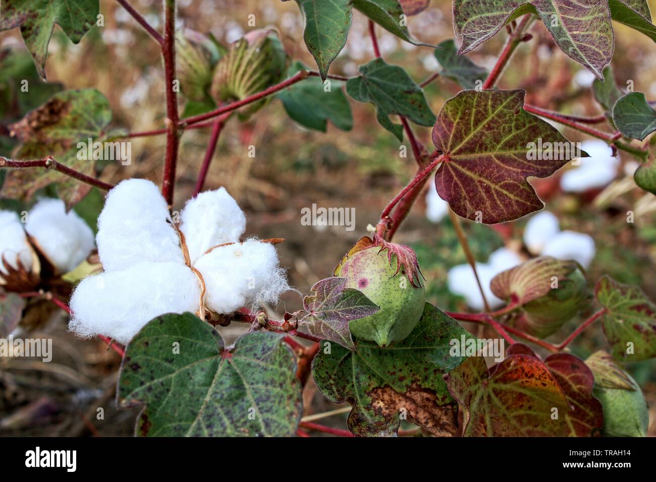 Upland cotton hi-res stock photography and images - Alamy