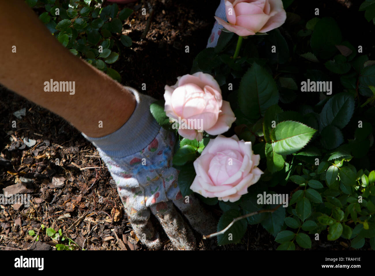 planting pink roses in garden, gardening, plants, roses Stock Photo - Alamy
