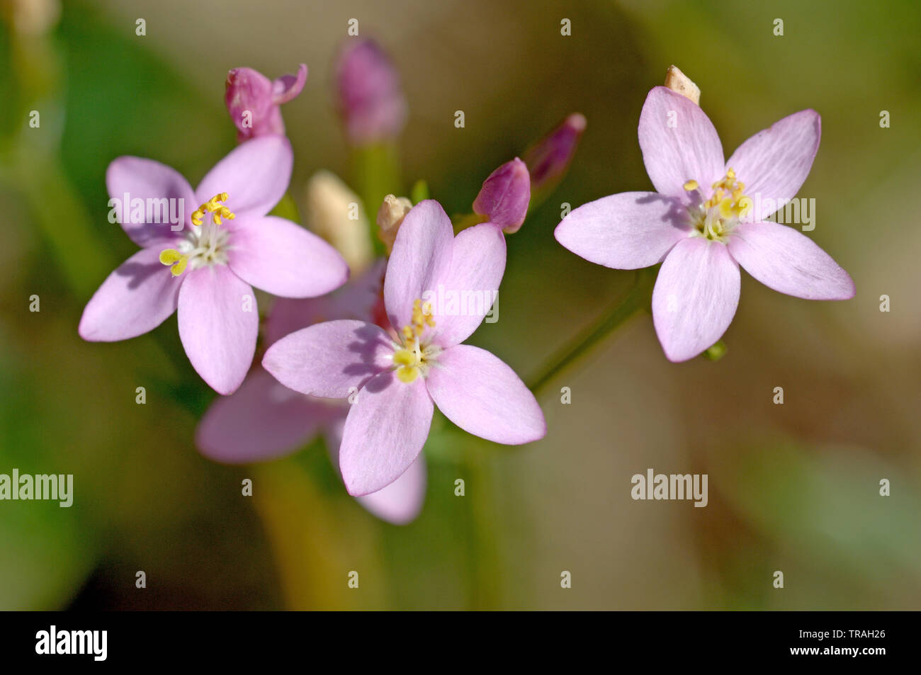 Common Centaury, Centaurium erythraea, Bedford Purlieus, Cambridgeshire ...