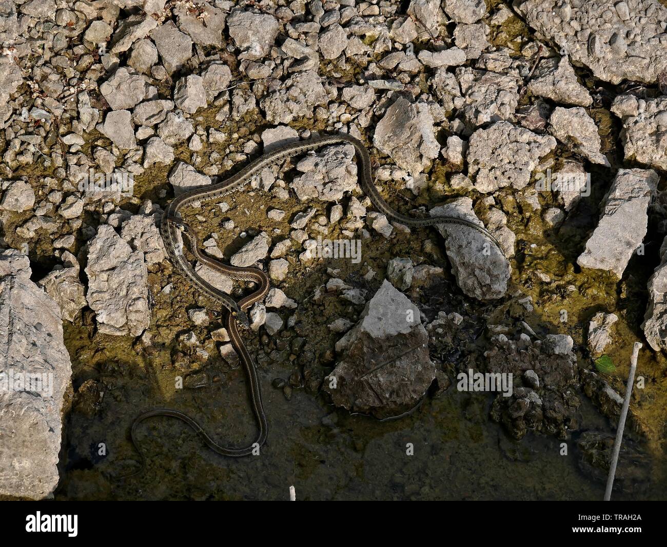 Grass snakes hi-res stock photography and images - Alamy