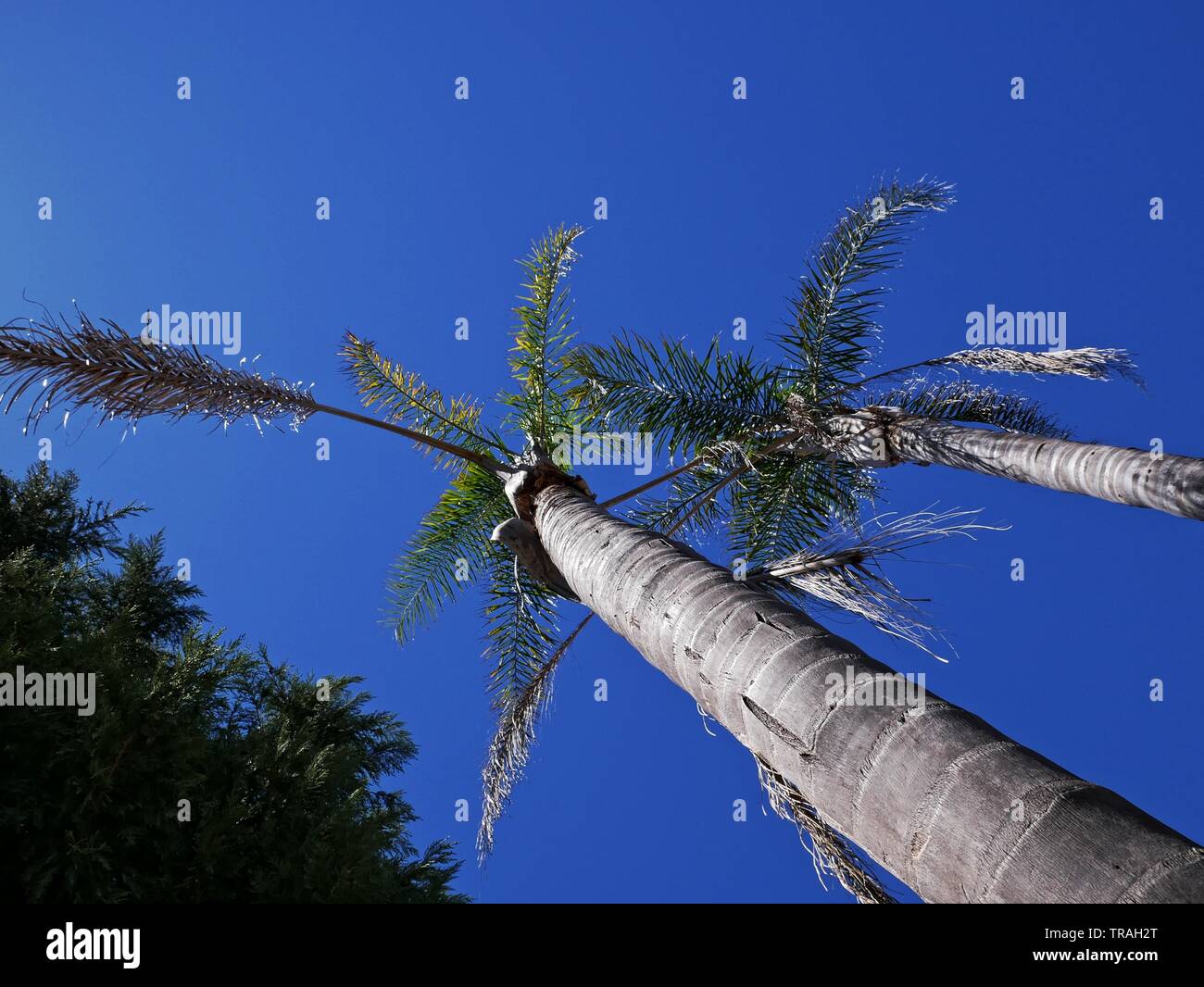 Australian palms hi-res stock photography and images - Alamy