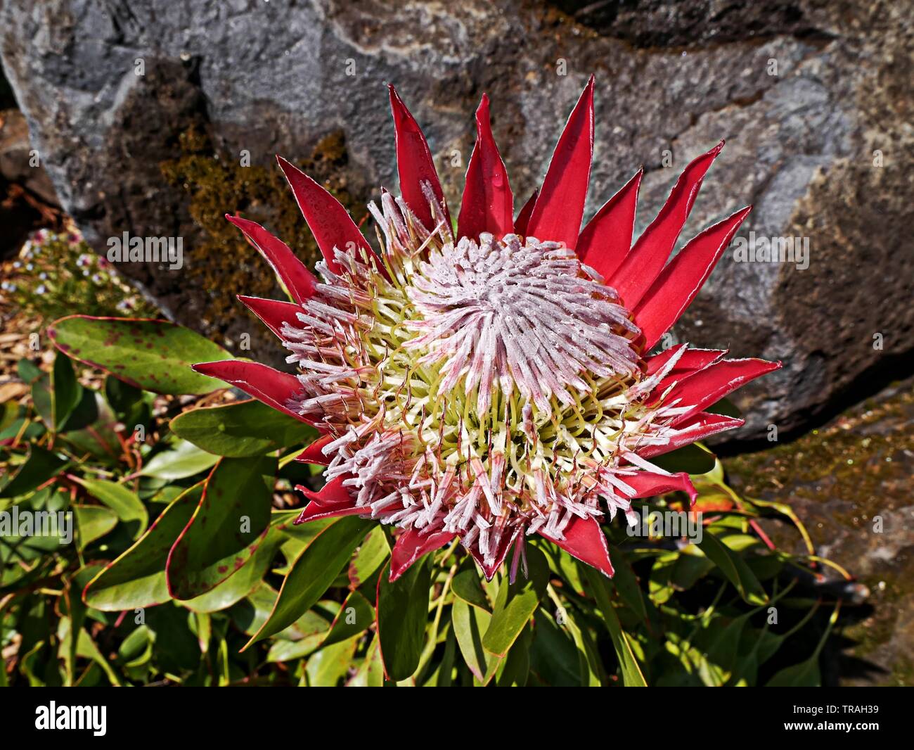 Australian king protea Stock Photo - Alamy