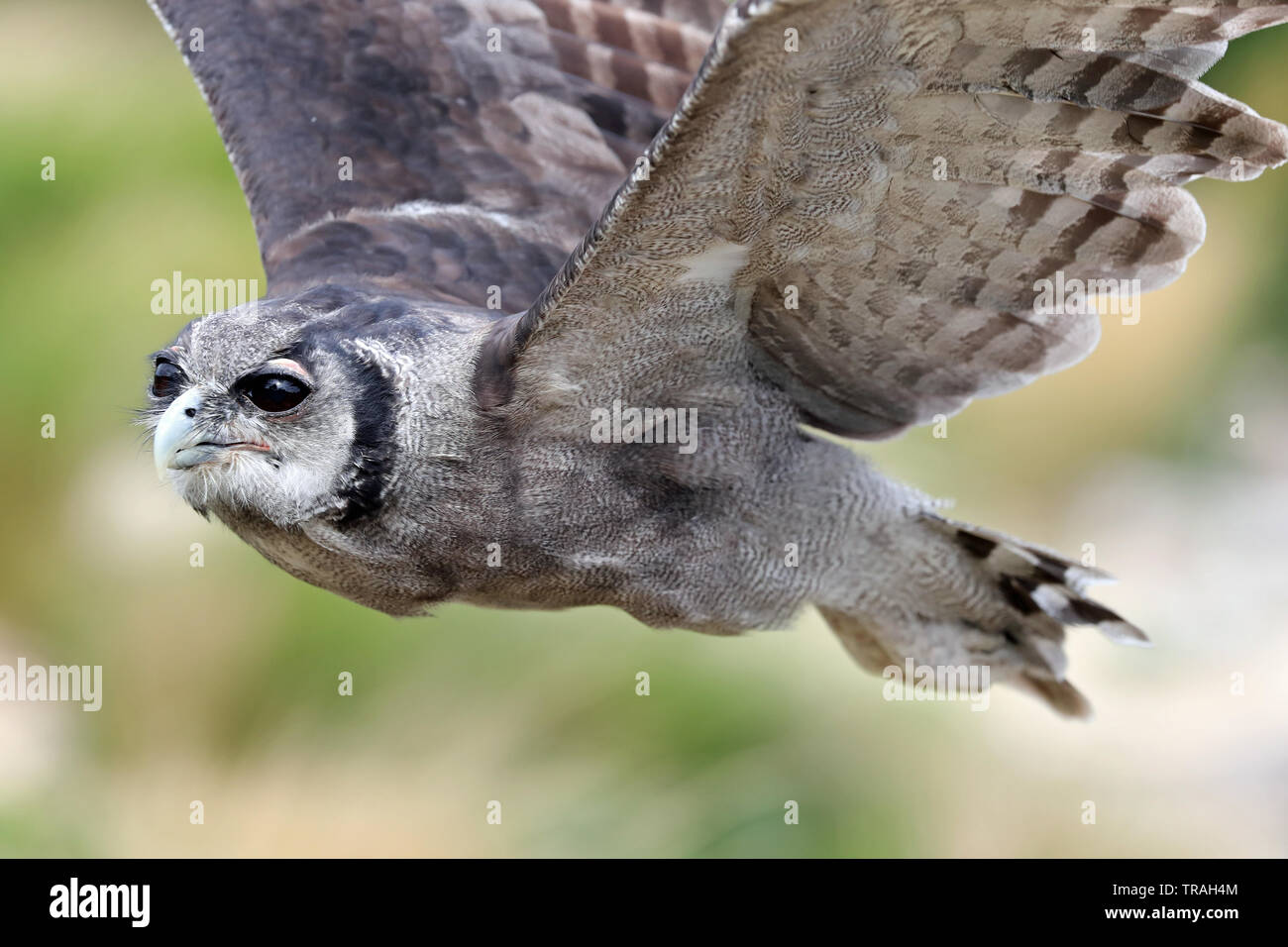 Flying head hi-res stock photography and images - Alamy