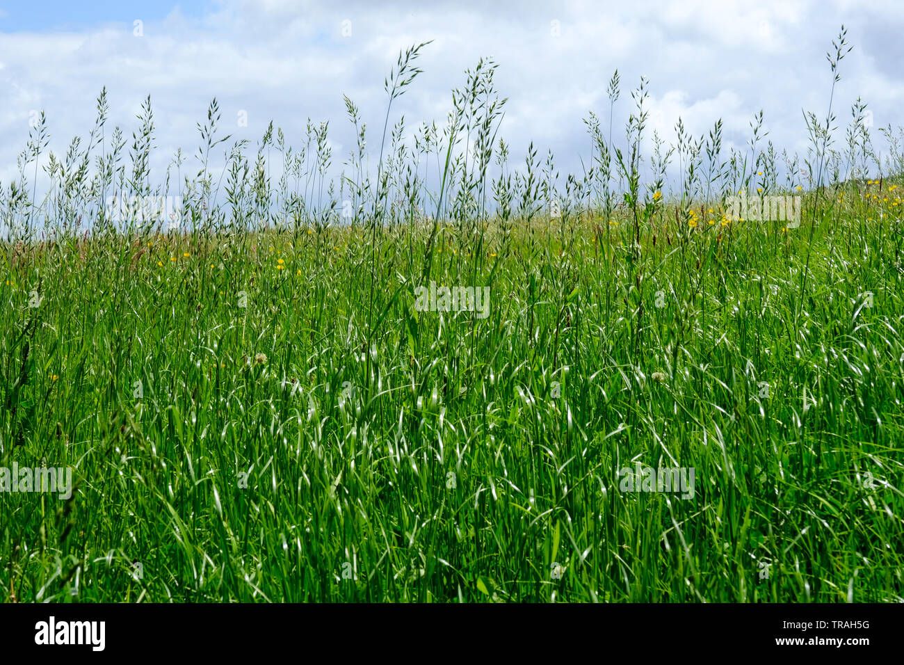 Pasture grasses hi-res stock photography and images - Alamy