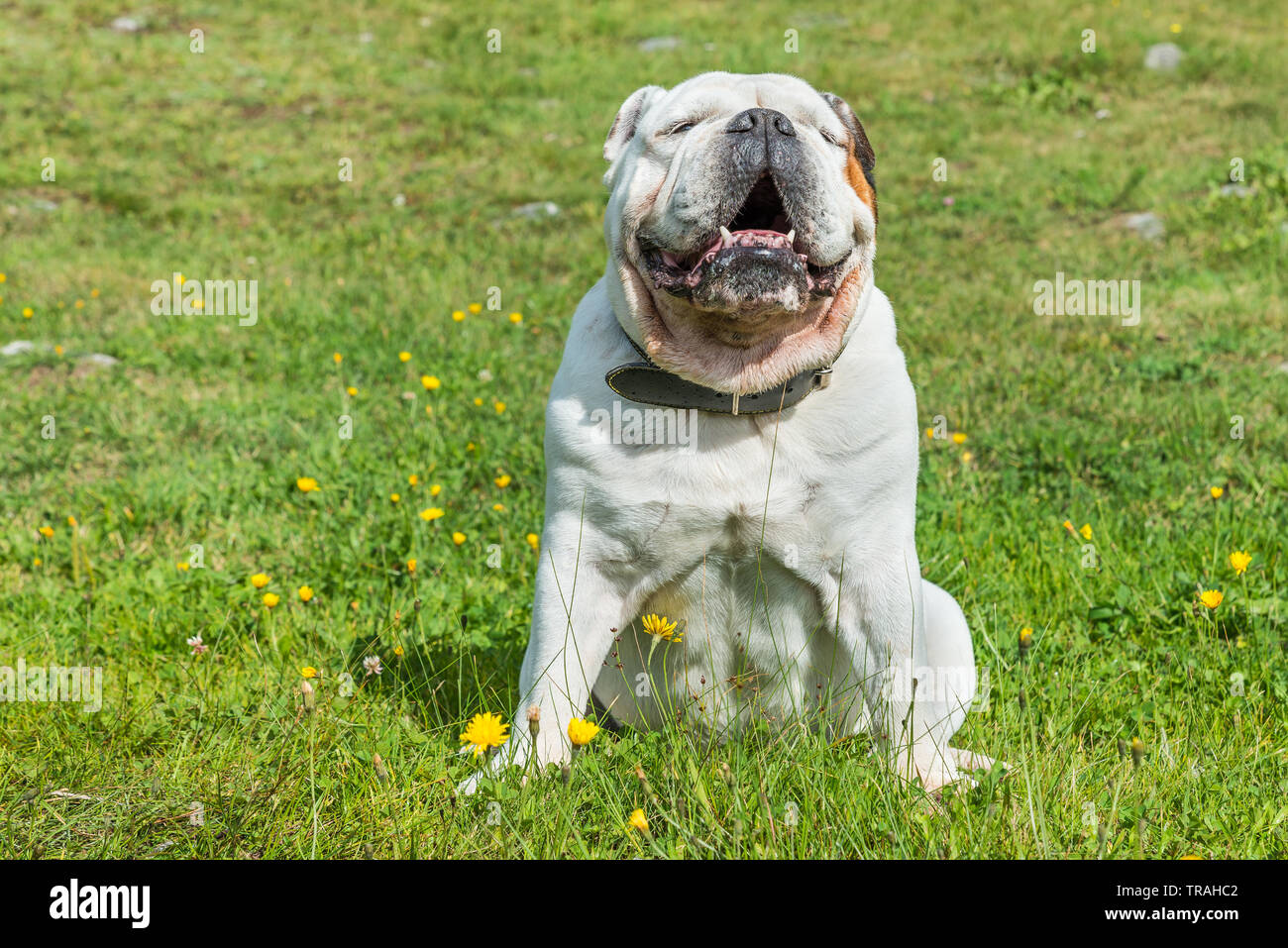 Bulldog sitting down hi-res stock photography and images - Alamy