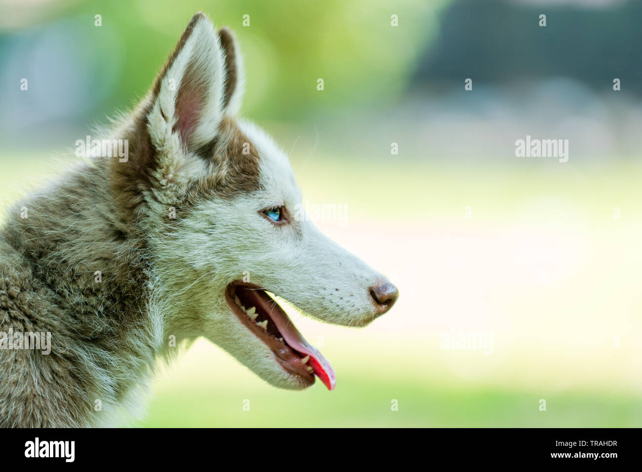 Husky And Wolf Side By Side