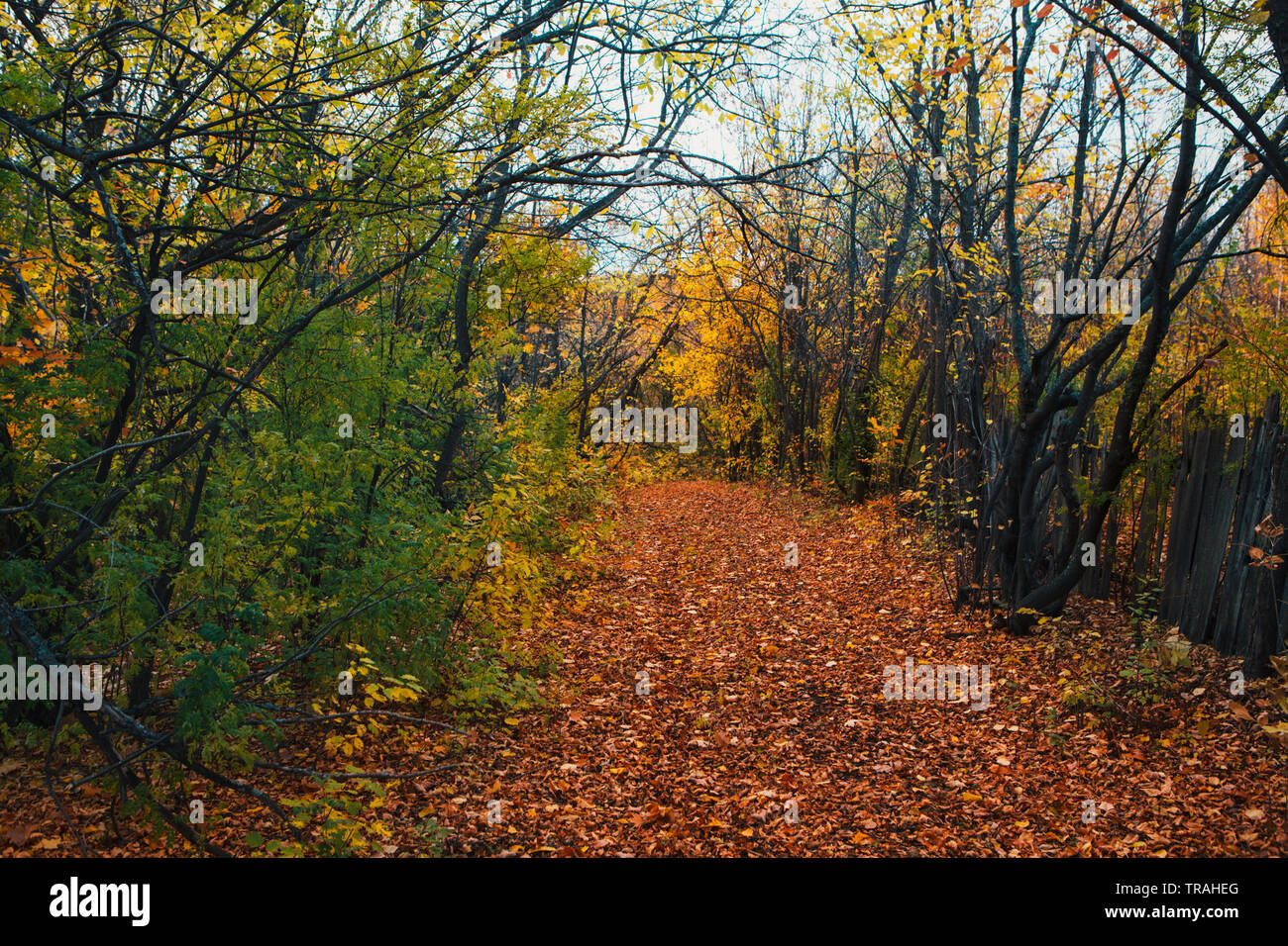 Orange yellow tree leaf forest autumn beauty nature Stock Photo - Alamy