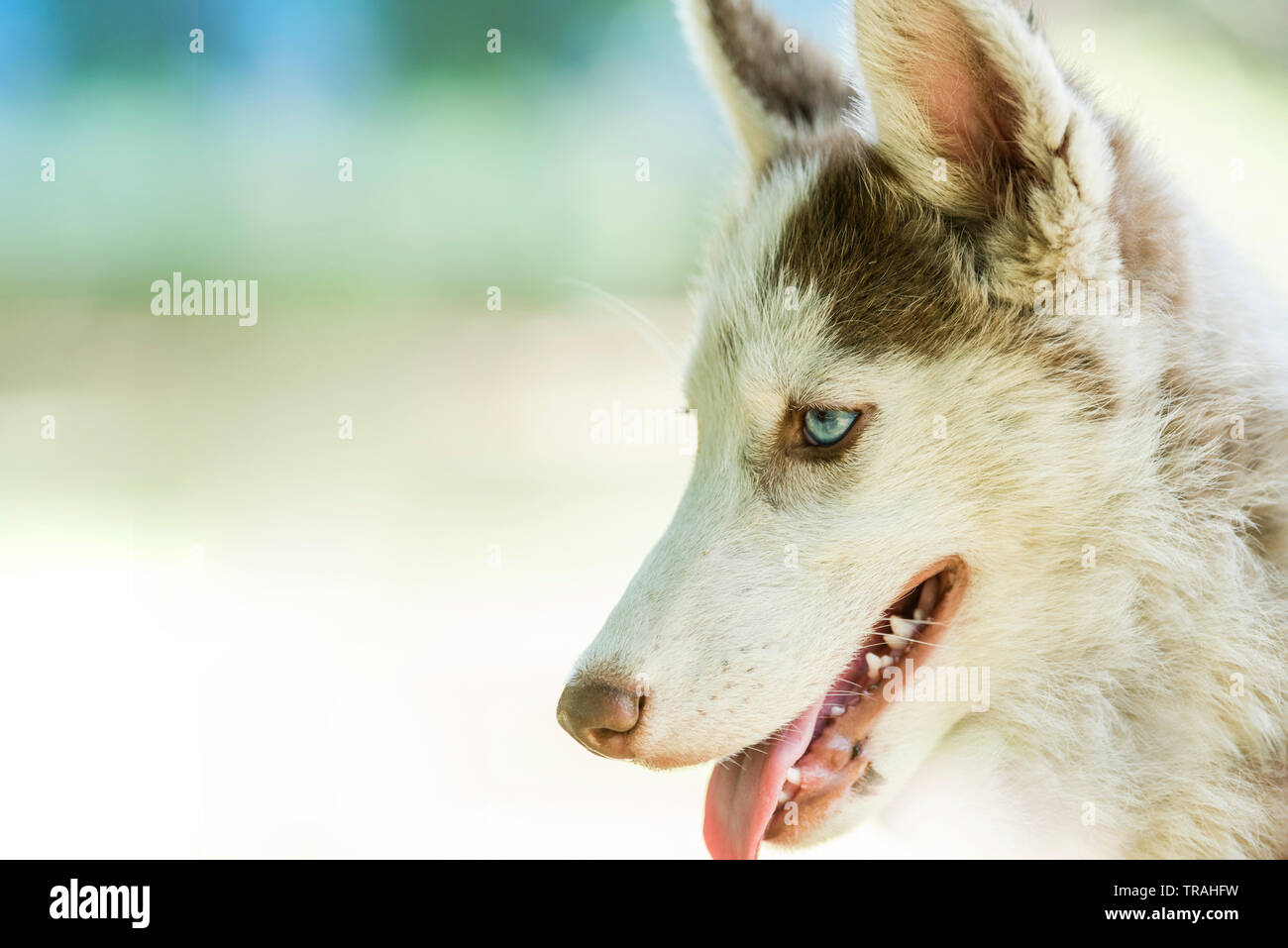 Cute blue eye siberian husky puppy in isolated background Stock Photo ...