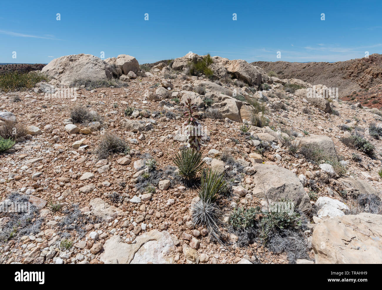 Arizona high desert bloom hi-res stock photography and images - Alamy