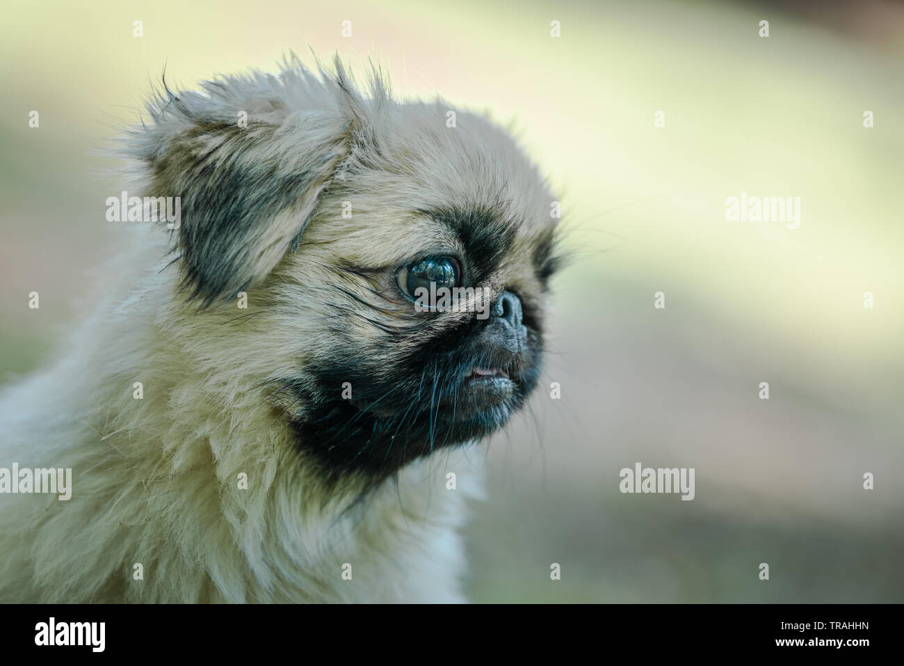 Pekingese and side view hi-res stock photography and images - Alamy