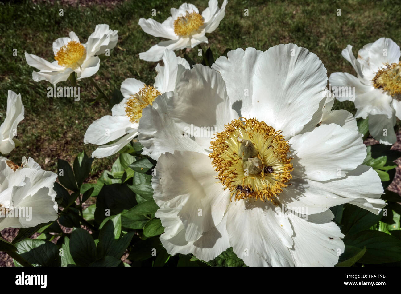 White peonies large blooms hi-res stock photography and images - Alamy