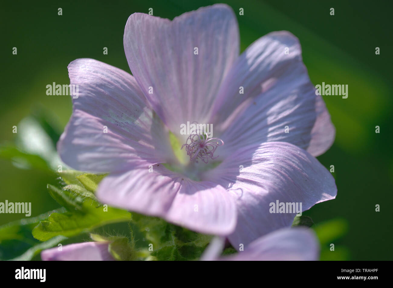 Musk Mallow, Malva moschata, Bedford Purlieus, Cambridgeshire Stock ...