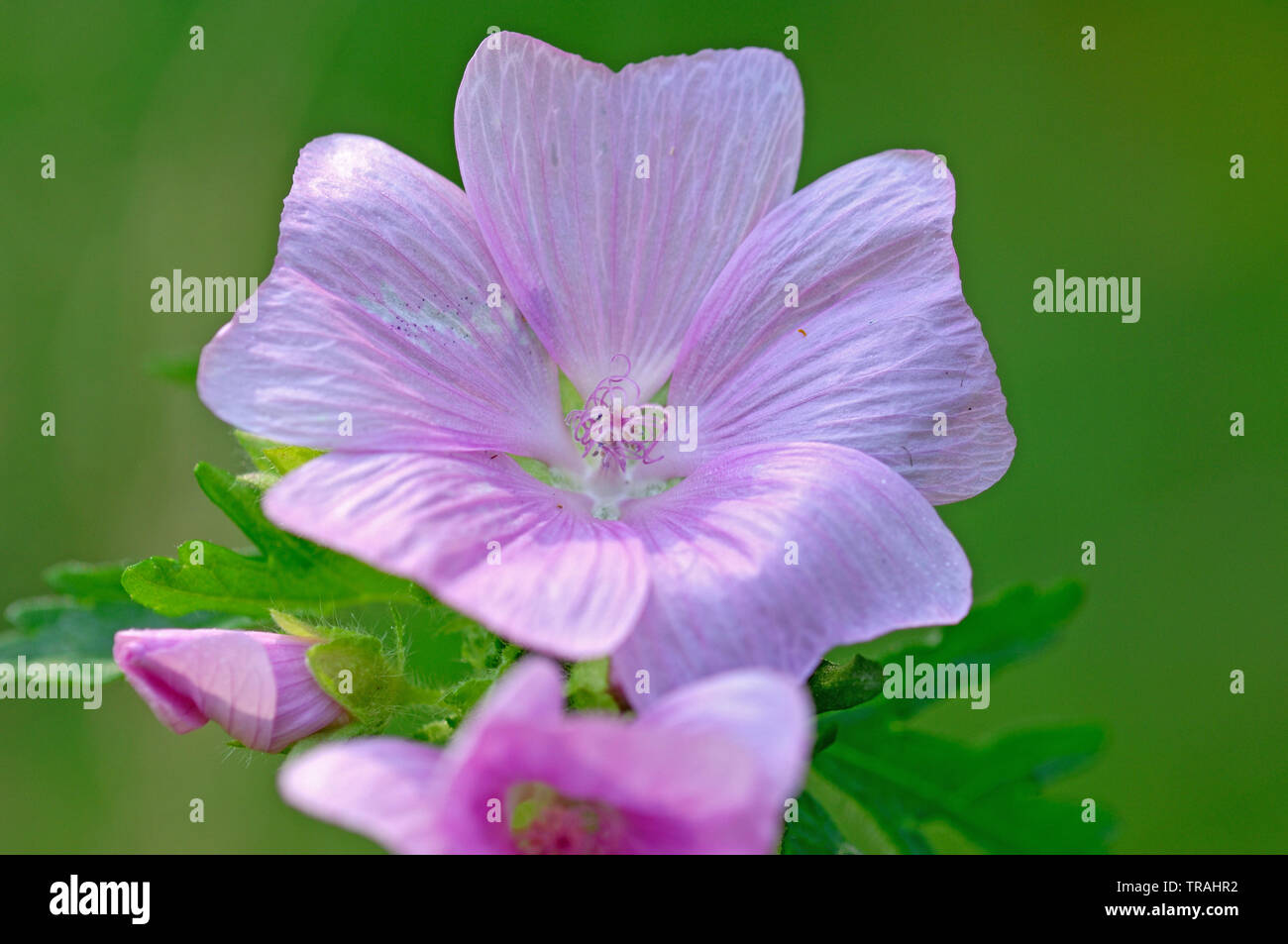 Musk Mallow, Malva moschata, Bedford Purlieus, Cambridgeshire Stock ...
