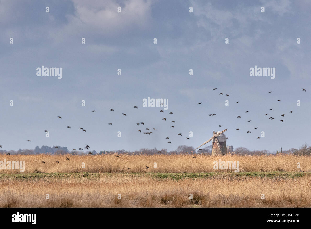 Heigham holmes hi-res stock photography and images - Alamy