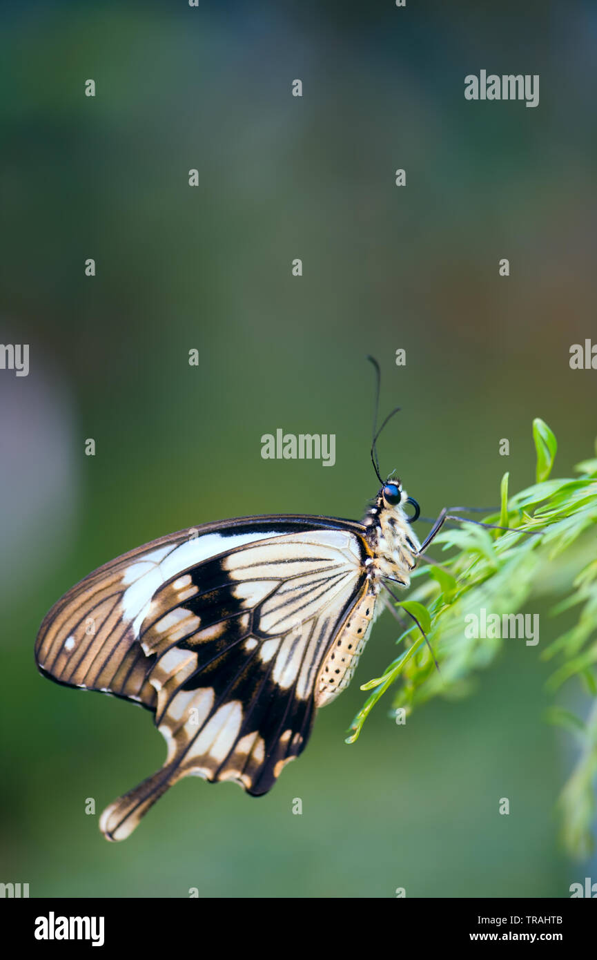 African swallowtail hi-res stock photography and images - Alamy