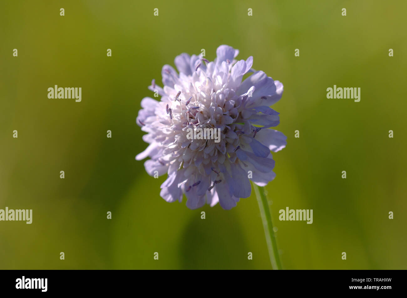 Small Scabious, Scabiosa columbaria, Barnack Hills and Holes ...