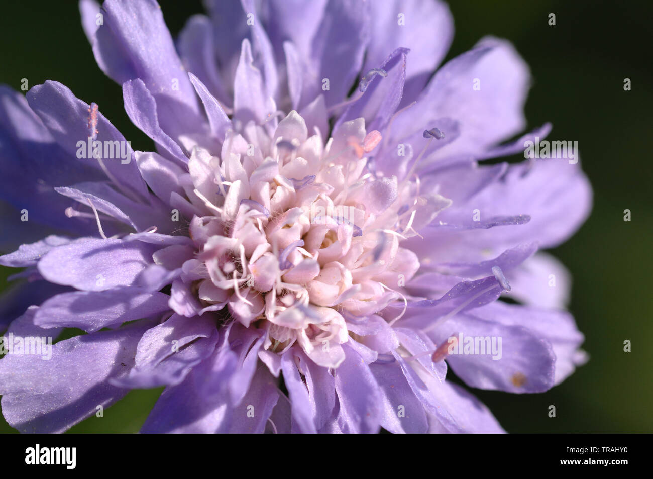 Small Scabious, Scabiosa columbaria, Barnack Hills and Holes ...