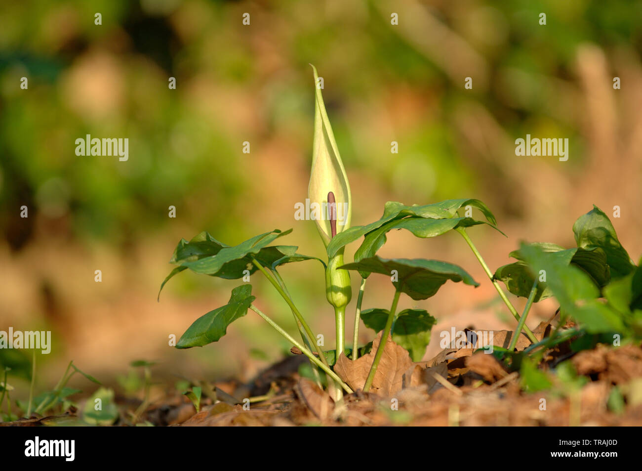 Cuckoo Pint Arum maculatum (otherwise known as Lords and Ladies, Priest ...