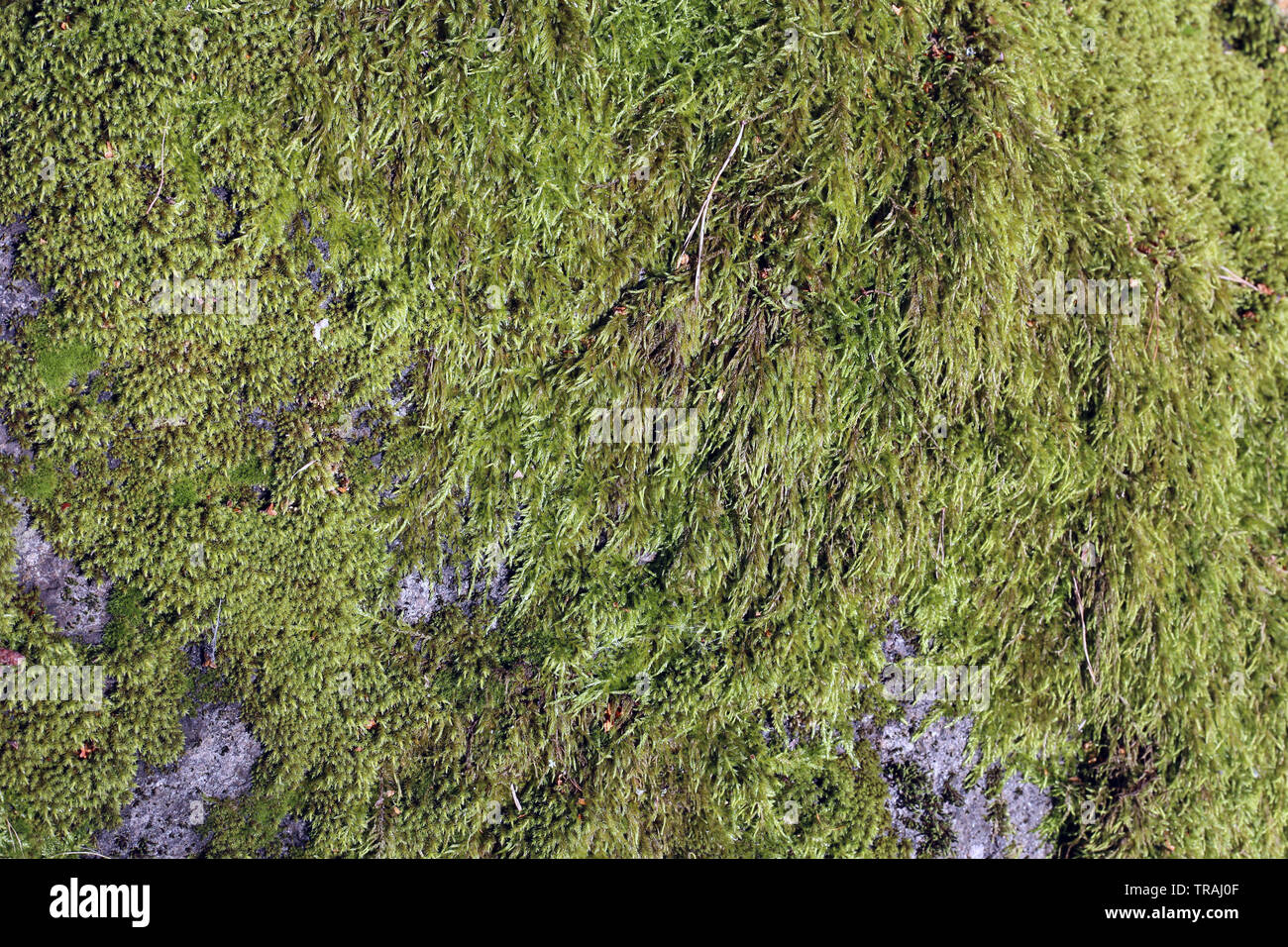 Wet rock texture hi-res stock photography and images - Alamy