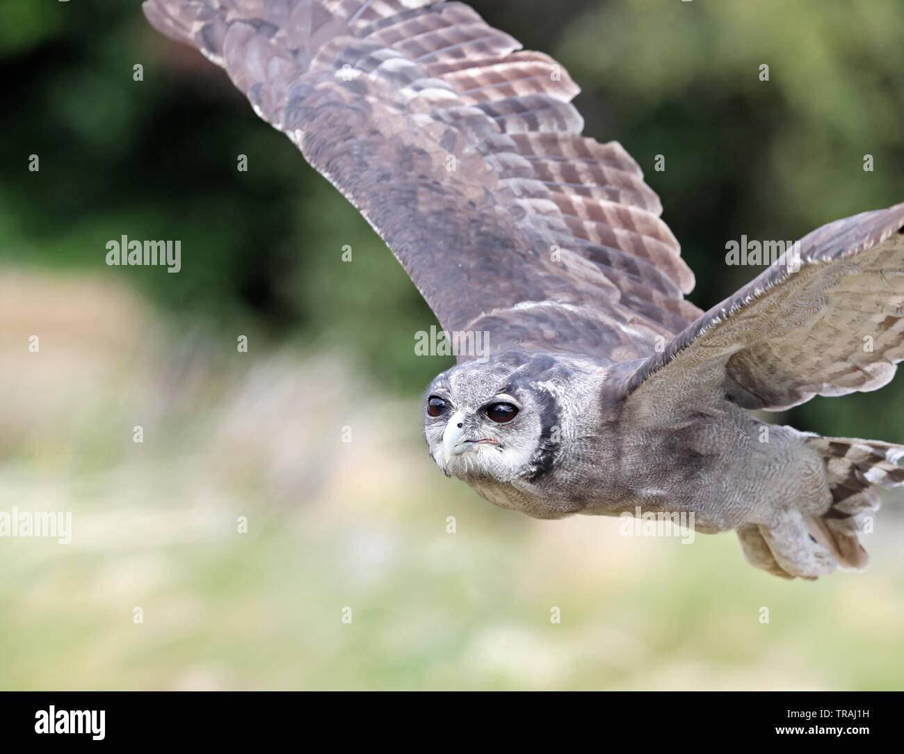 Flying head hi-res stock photography and images - Alamy