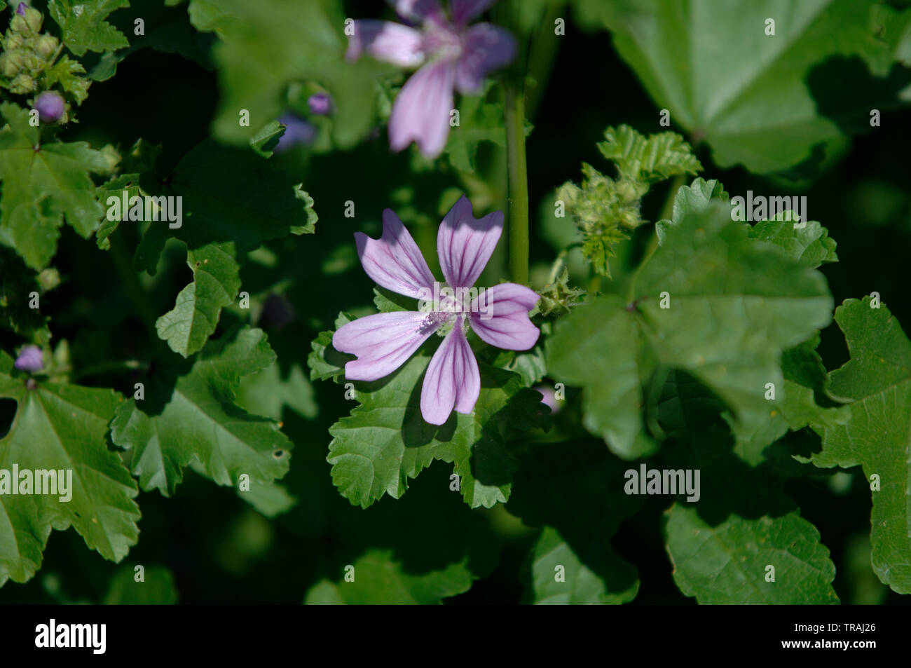 Common Mallow, Malva sylvestris Stock Photo - Alamy