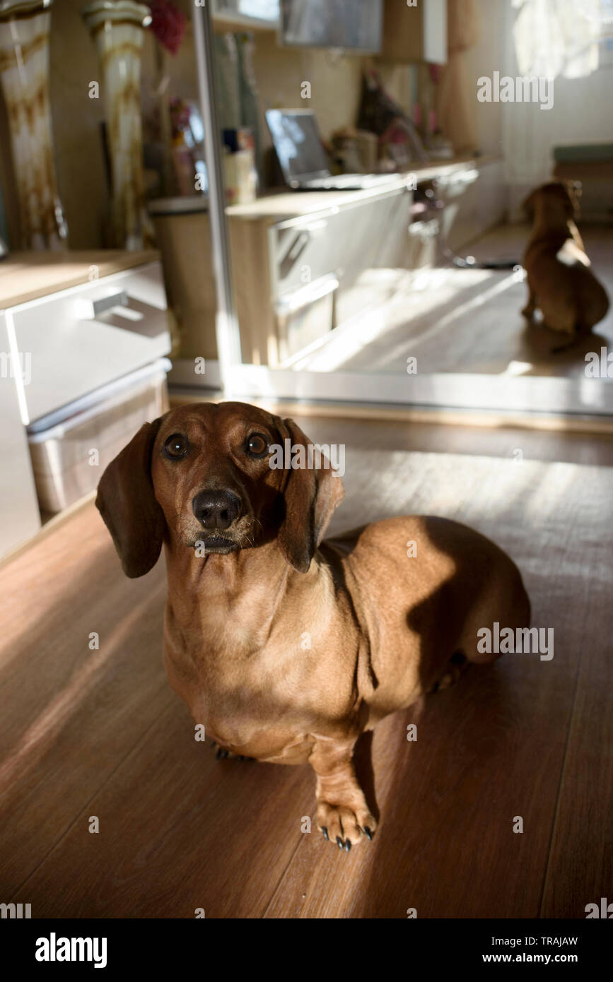 ginger Dachshund sitting on floor in the room Stock Photo - Alamy