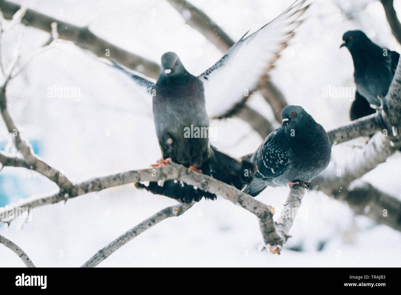 Hunched pigeons hi-res stock photography and images - Alamy