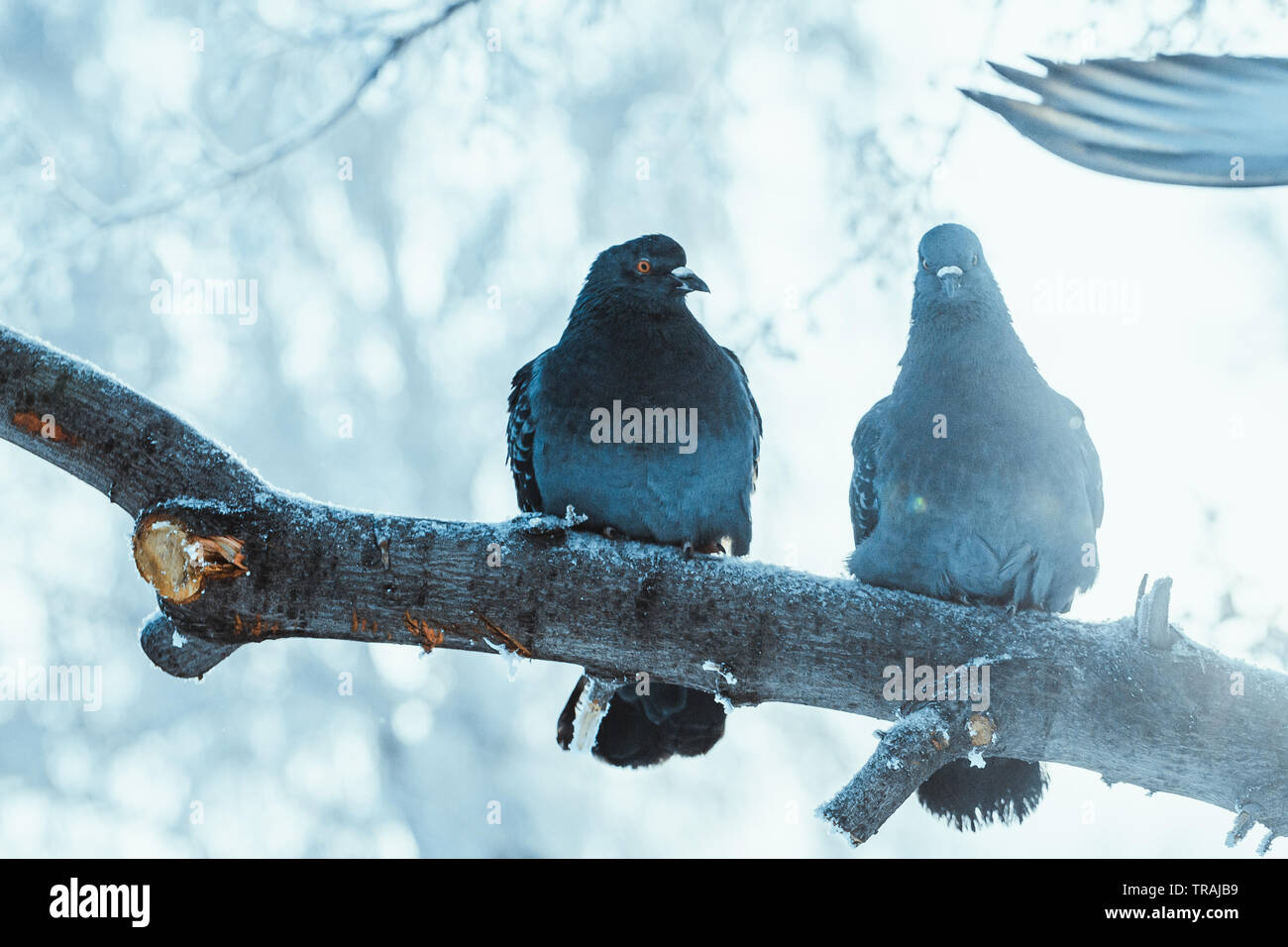 Hunched pigeons hi-res stock photography and images - Alamy