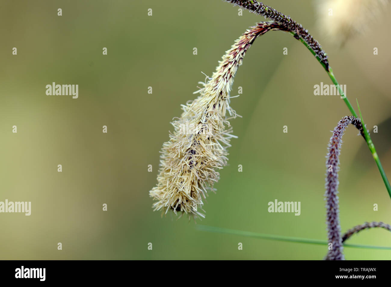 Pendulous sedge, Carex pendula Stoke Wood, Devon Stock Photo - Alamy
