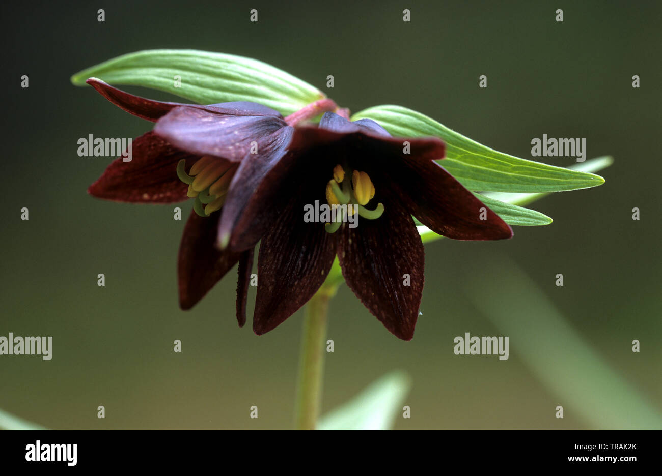 Fritillaria camschatcensis hi-res stock photography and images - Alamy